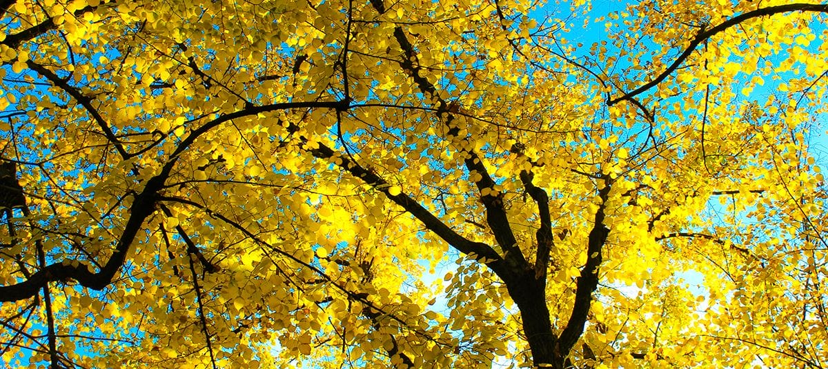 15 Autumn Wellness Tips to Keep You Healthy This Fall | Active Minds