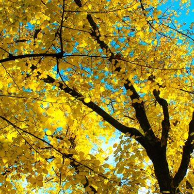 15 Autumn Wellness Tips to Keep You Healthy This Fall | Active Minds